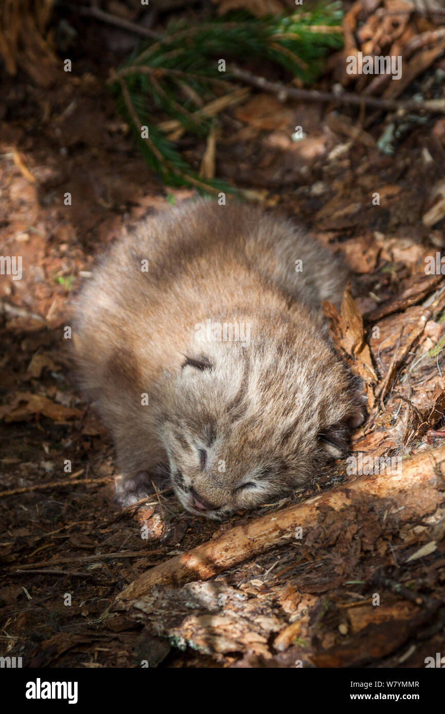 Canada lynx (Lynx canadensis) 2 week cub in den, Maine, USA, June ...
