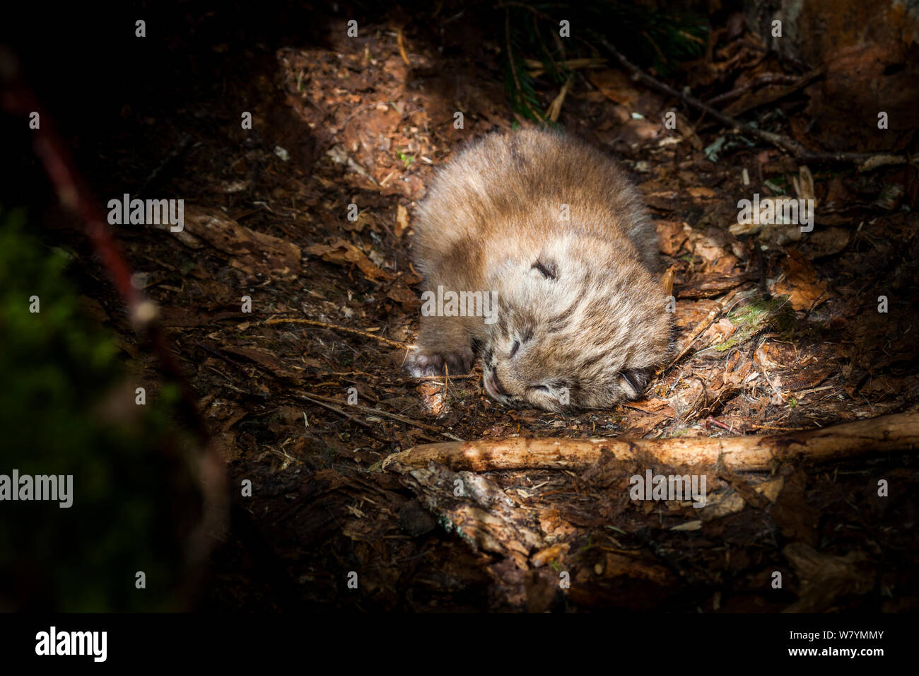 Canada lynx kitten hi-res stock photography and images - Alamy
