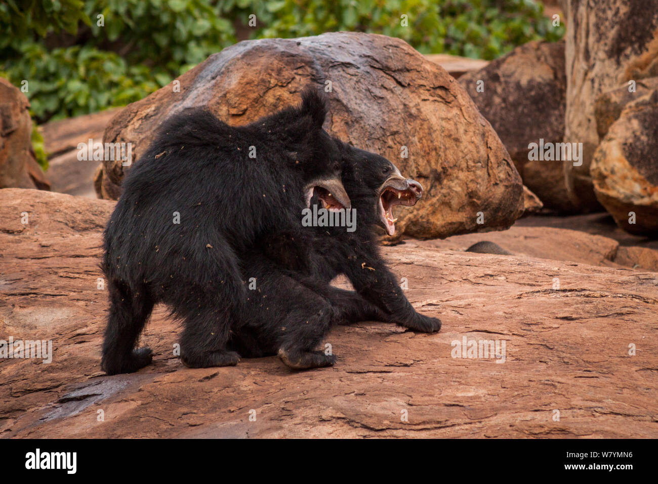 Sloth bear (Melursus ursinus) fighting on rocks, Daroji Bear Sanctuary ...