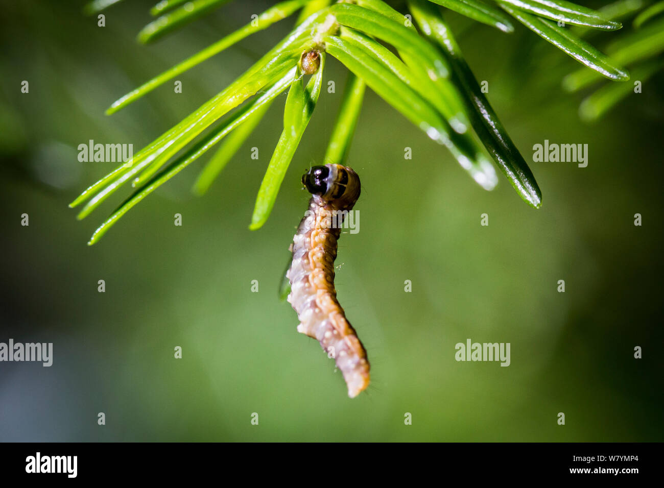 Spruce budworm larva hi-res stock photography and images - Alamy