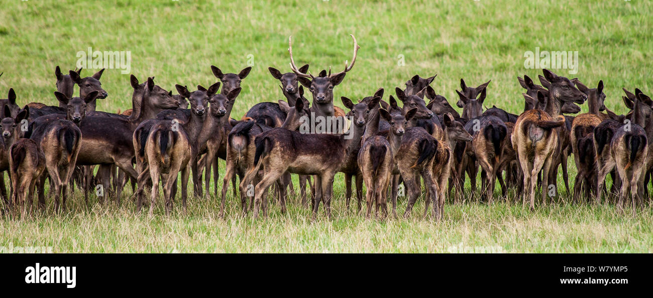 Black fallow deer (Dama dama) herd, Epping Forest, London, UK ...