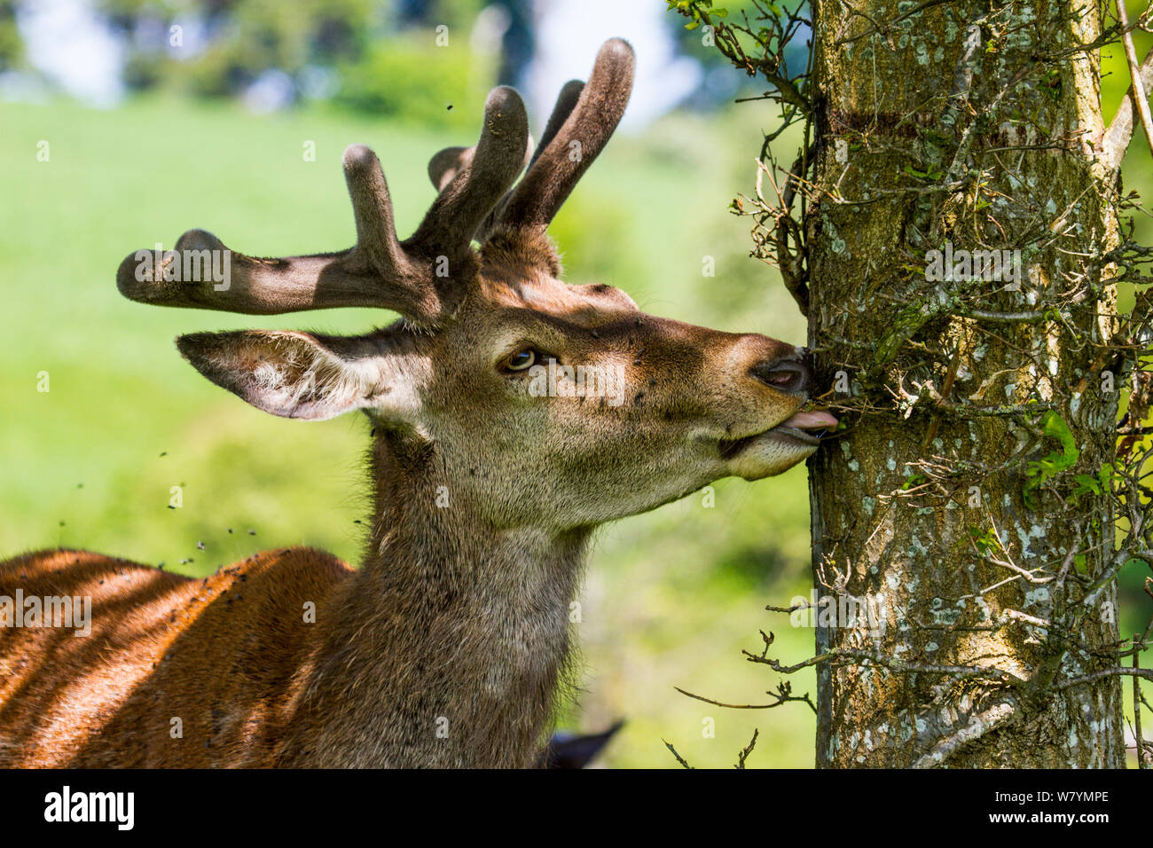 Red deer (Cervus elaphus), Ashton Court park, Bristol, UK, May Stock ...