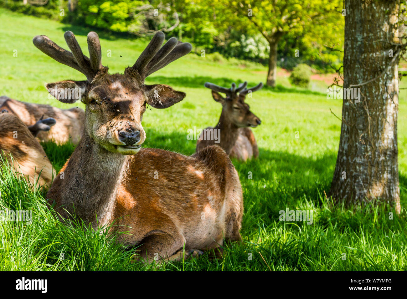 Red deer (Cervus elaphus), Ashton Court park, Bristol, UK, May Stock ...