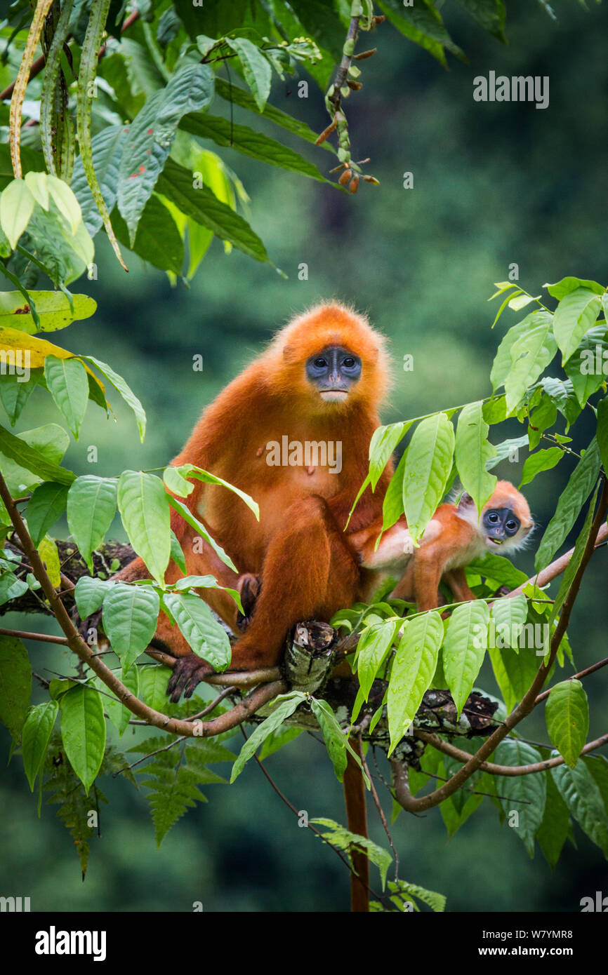 Red leaf monkey (Presbytis rubicunda) mother and baby, Danum Valley ...
