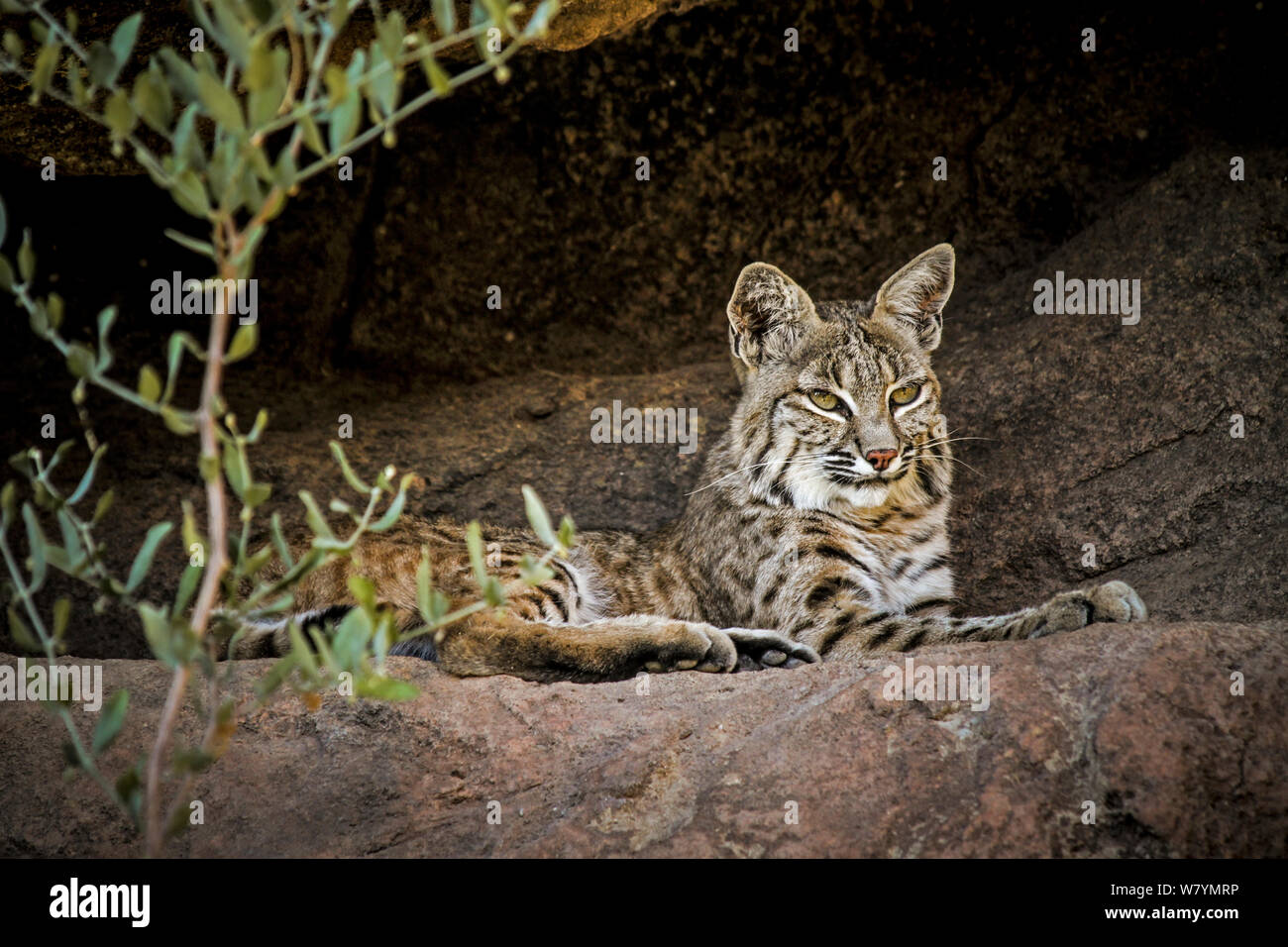 Bobcat (Lynx rufus) resting in cave, Arizona, USA, August. Captive ...