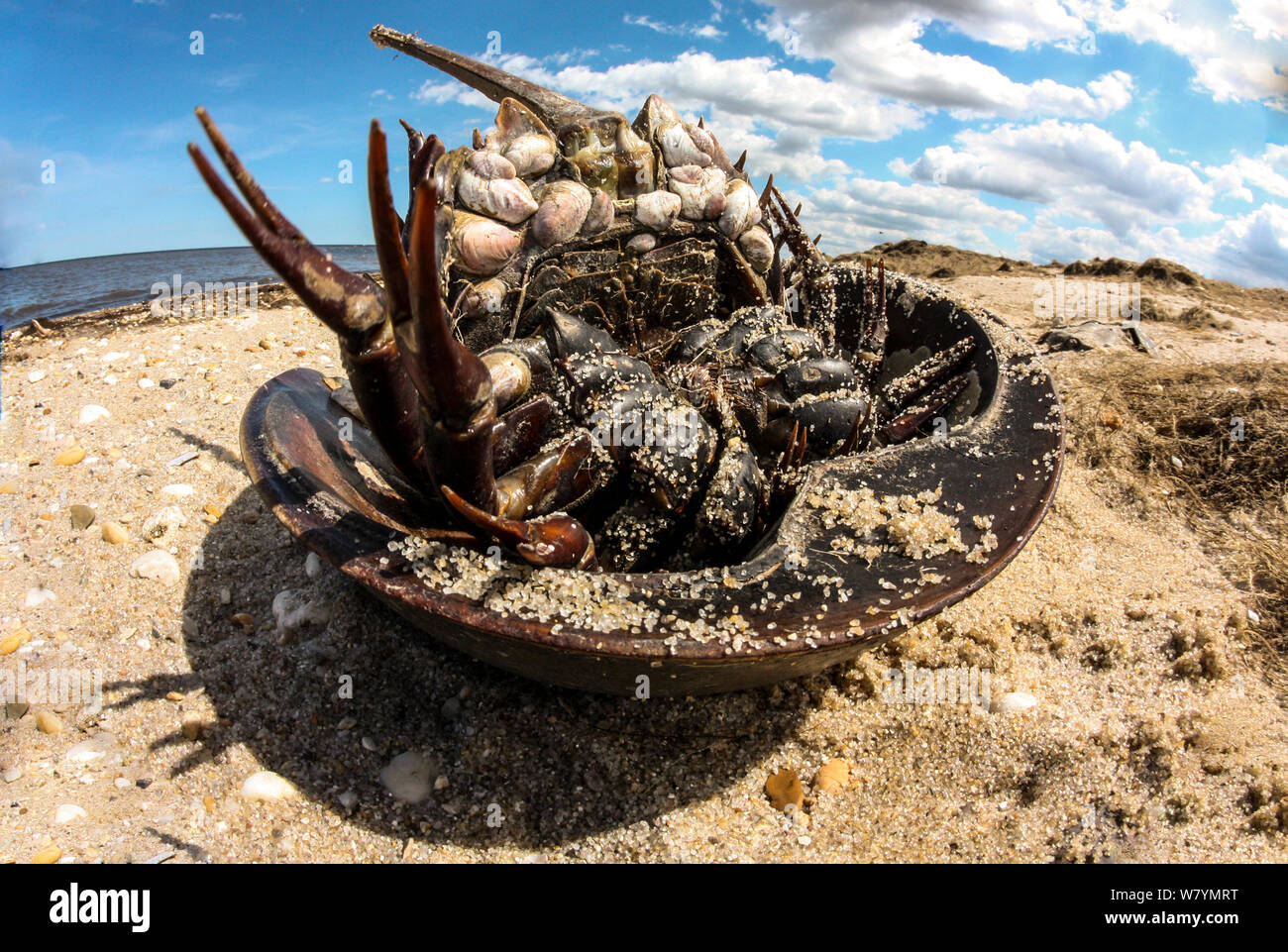 Horseshoe crab (Limulus polyphemus) stranded on Slaughter Beach ...