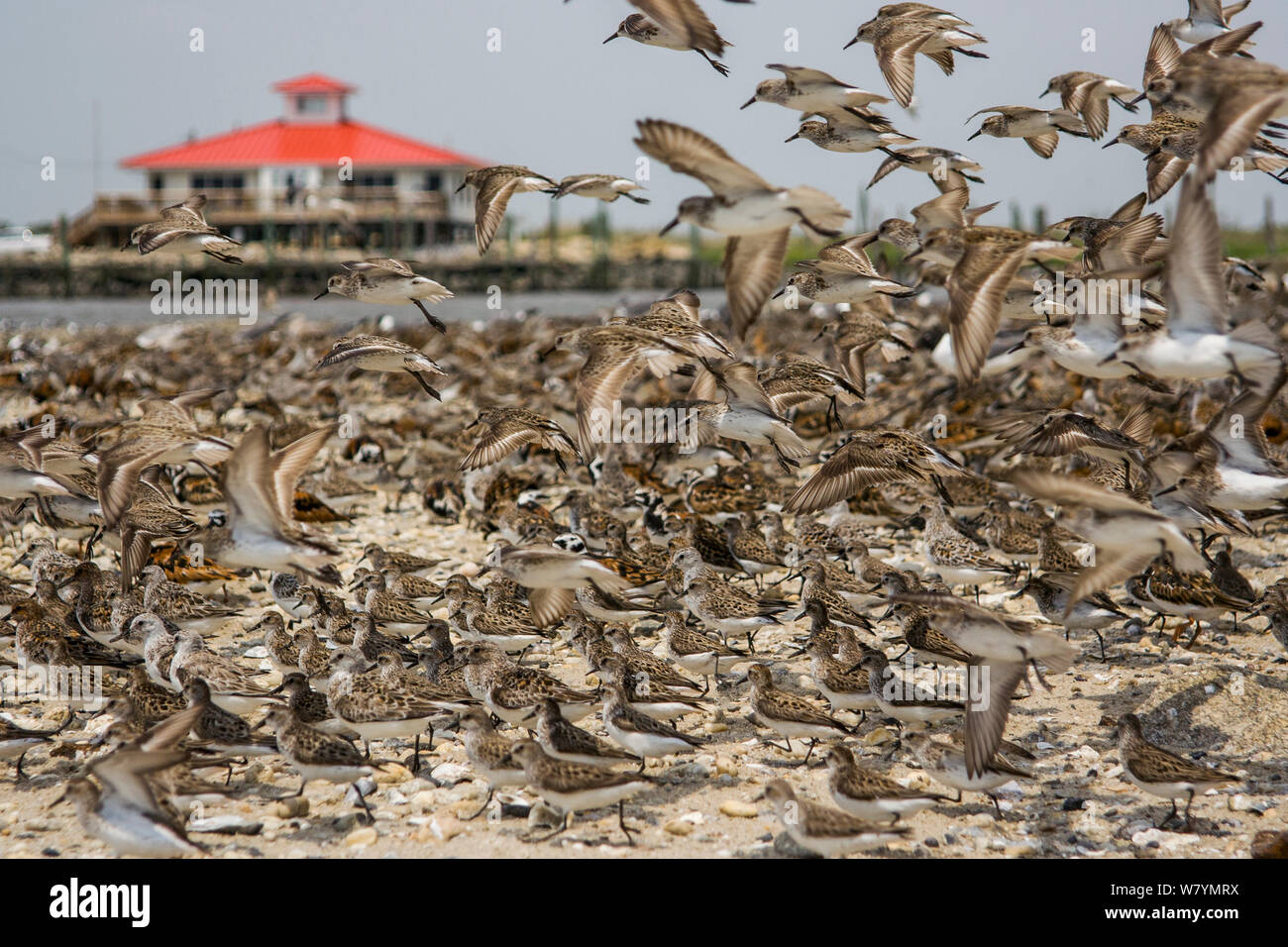 Semipalmated sandpiper group hi-res stock photography and images - Alamy