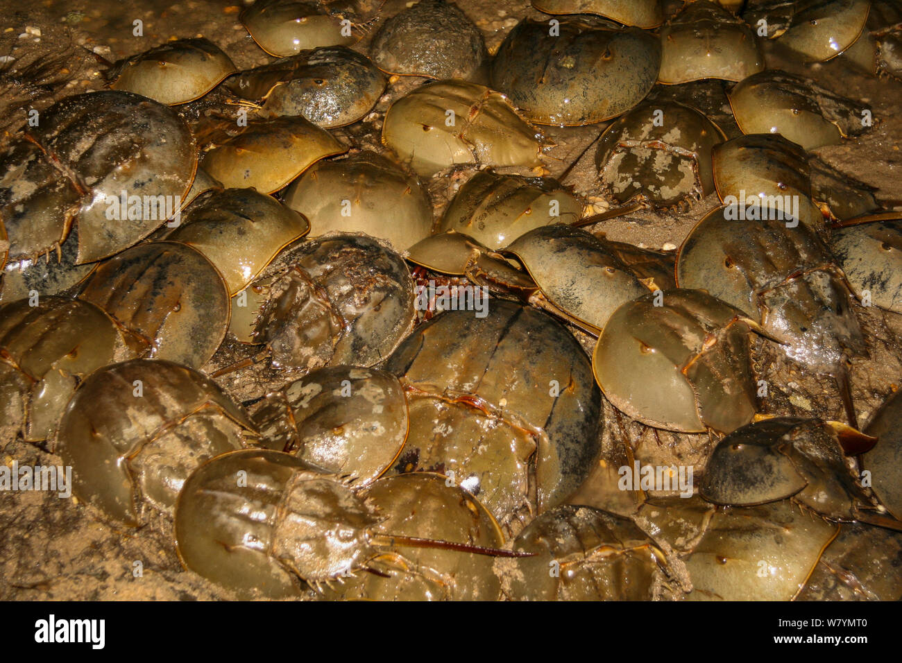 American horseshoe crab hi-res stock photography and images - Alamy