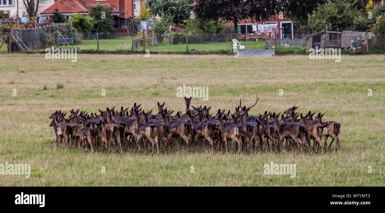 Black fallow deer hi-res stock photography and images - Alamy
