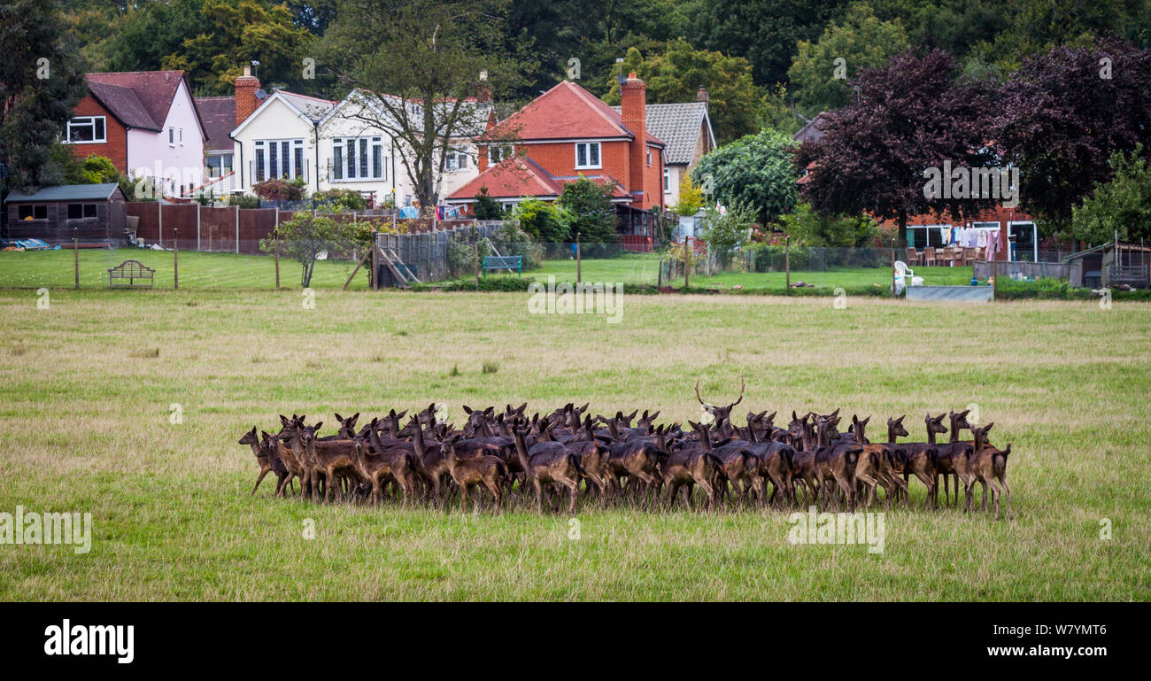 Black fallow deer hi-res stock photography and images - Alamy