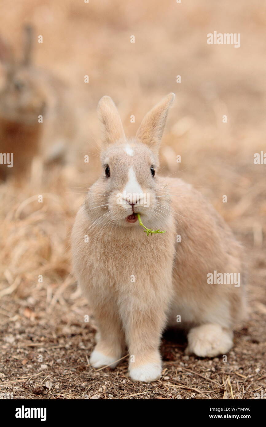 Feral domestic rabbit (Oryctolagus cuniculus) eating a leaf, Okunojima ...