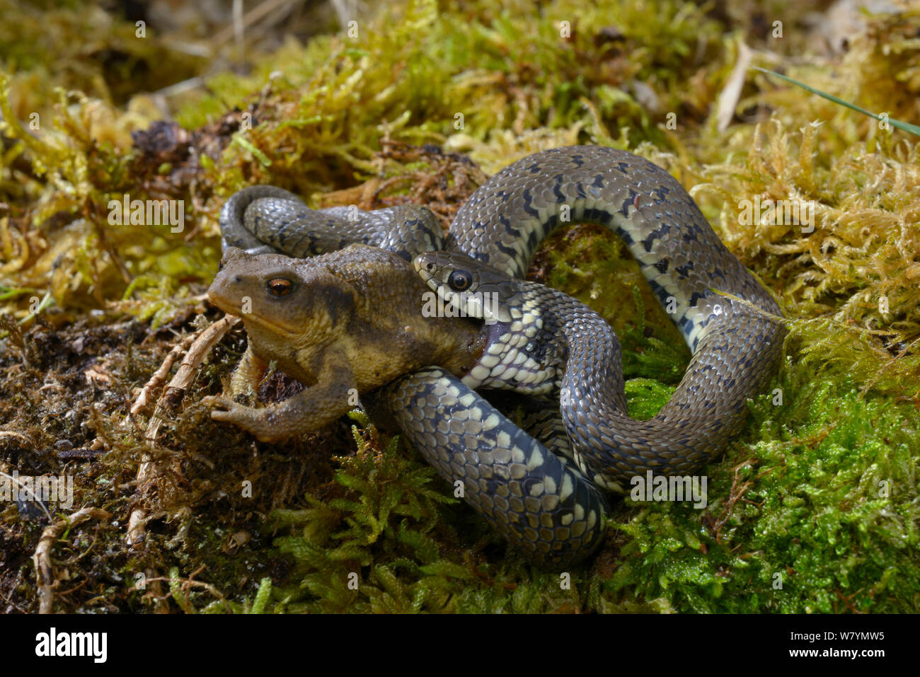 Grass snake (Natrix natrix) eating toad (Bufo bufo), Poitou, France ...