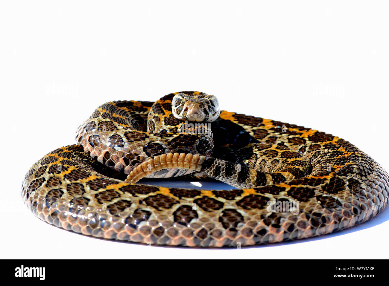 Mexican lance-headed rattlesnake (Crotalus polystictus) coiled up ...