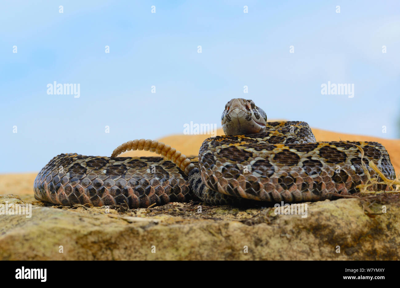 Mexican lance-headed rattlesnake (Crotalus polystictus). Captive ...