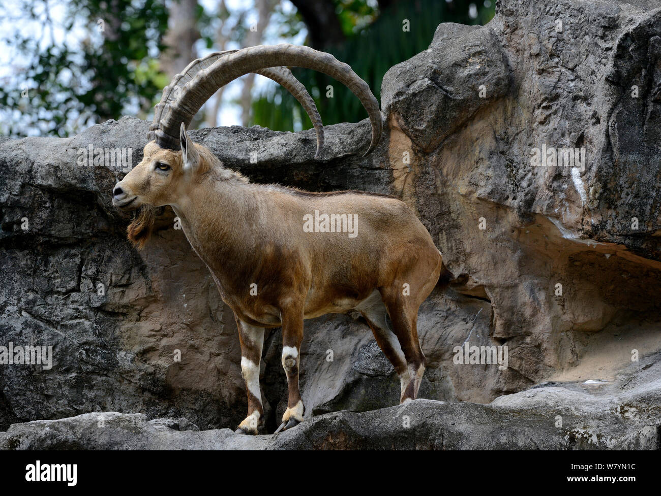 Animal areas hi-res stock photography and images - Alamy