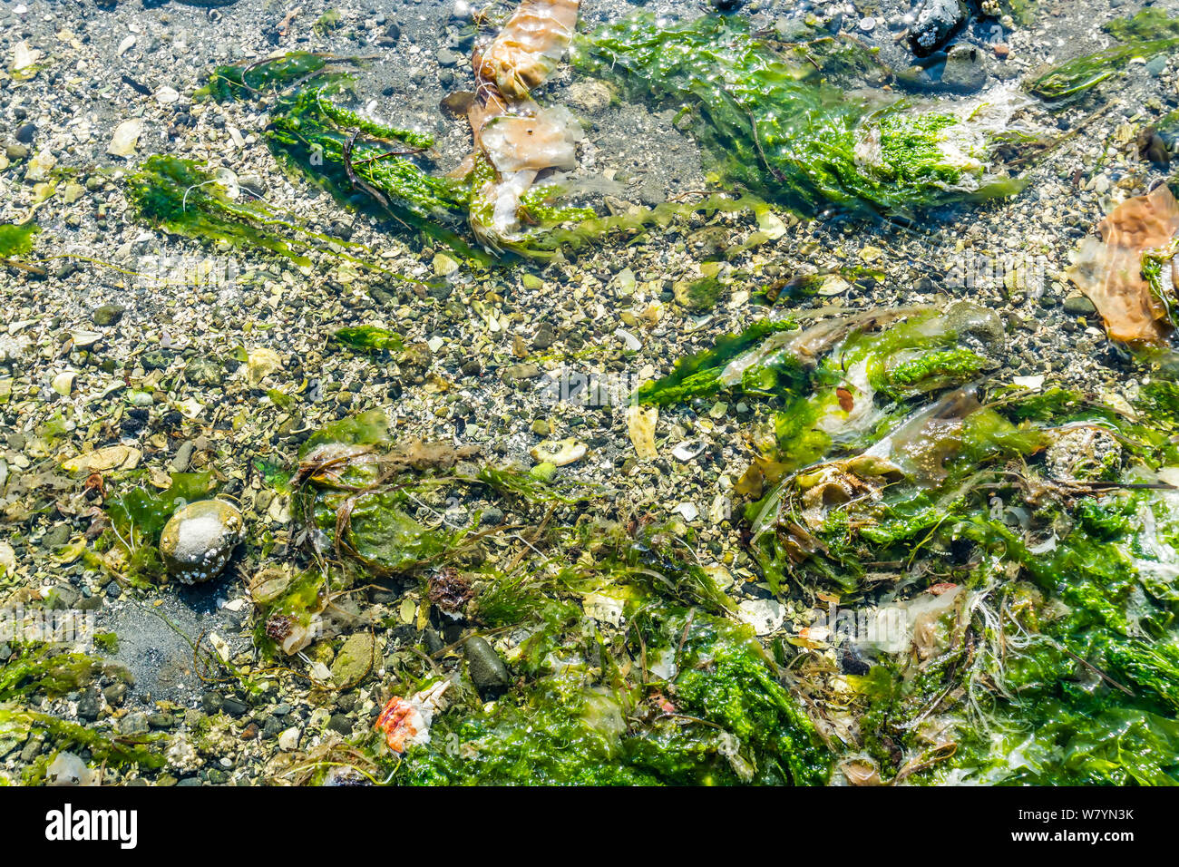 A background shot of a tidepool with shells and seaweed Stock Photo - Alamy