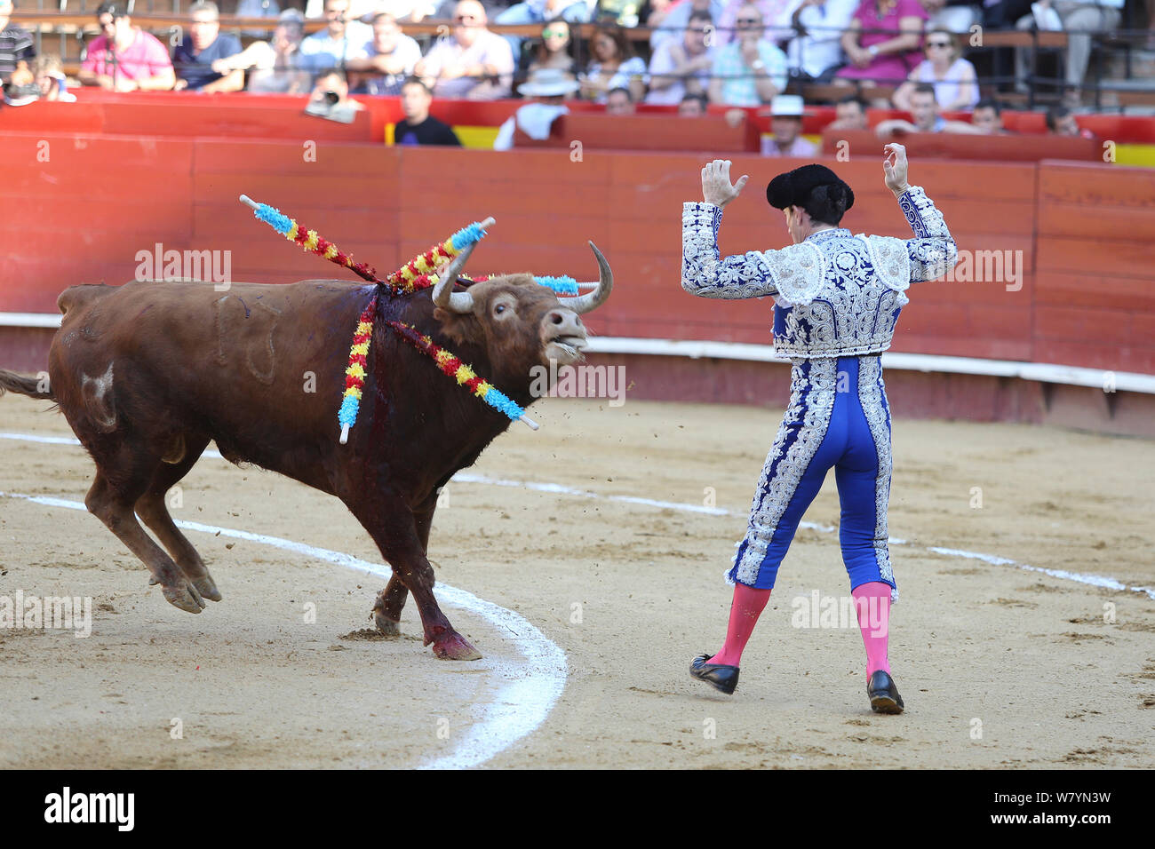 Banderillero with bull speared with barbed sticks (banderillas) during ...