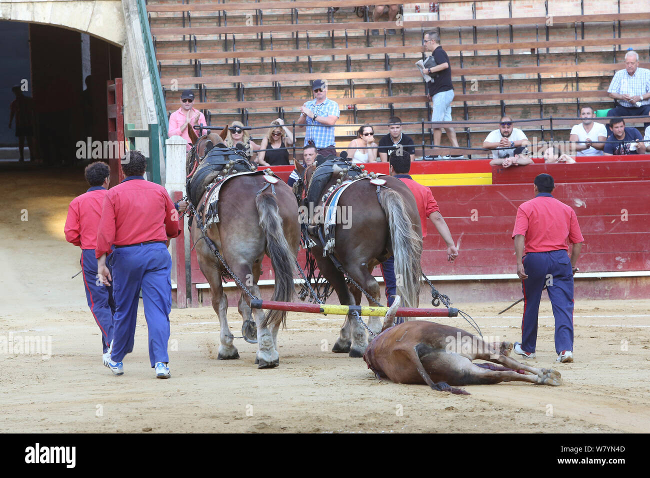 Dead bull dragged out of the bull fighting ring by mules, Plaza de ...