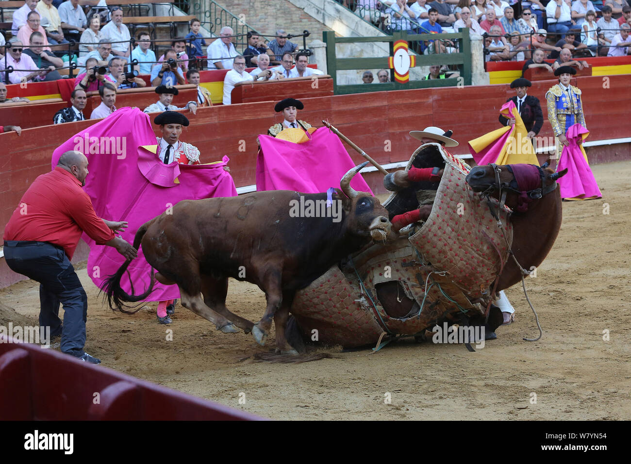 Horses Fighting Bulls