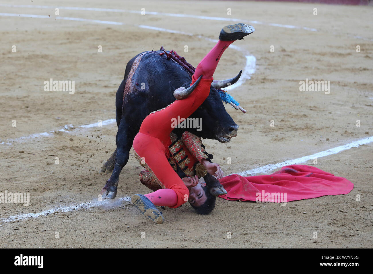 Bull fighting, torero / bullfighter on the floor after jumping over ...