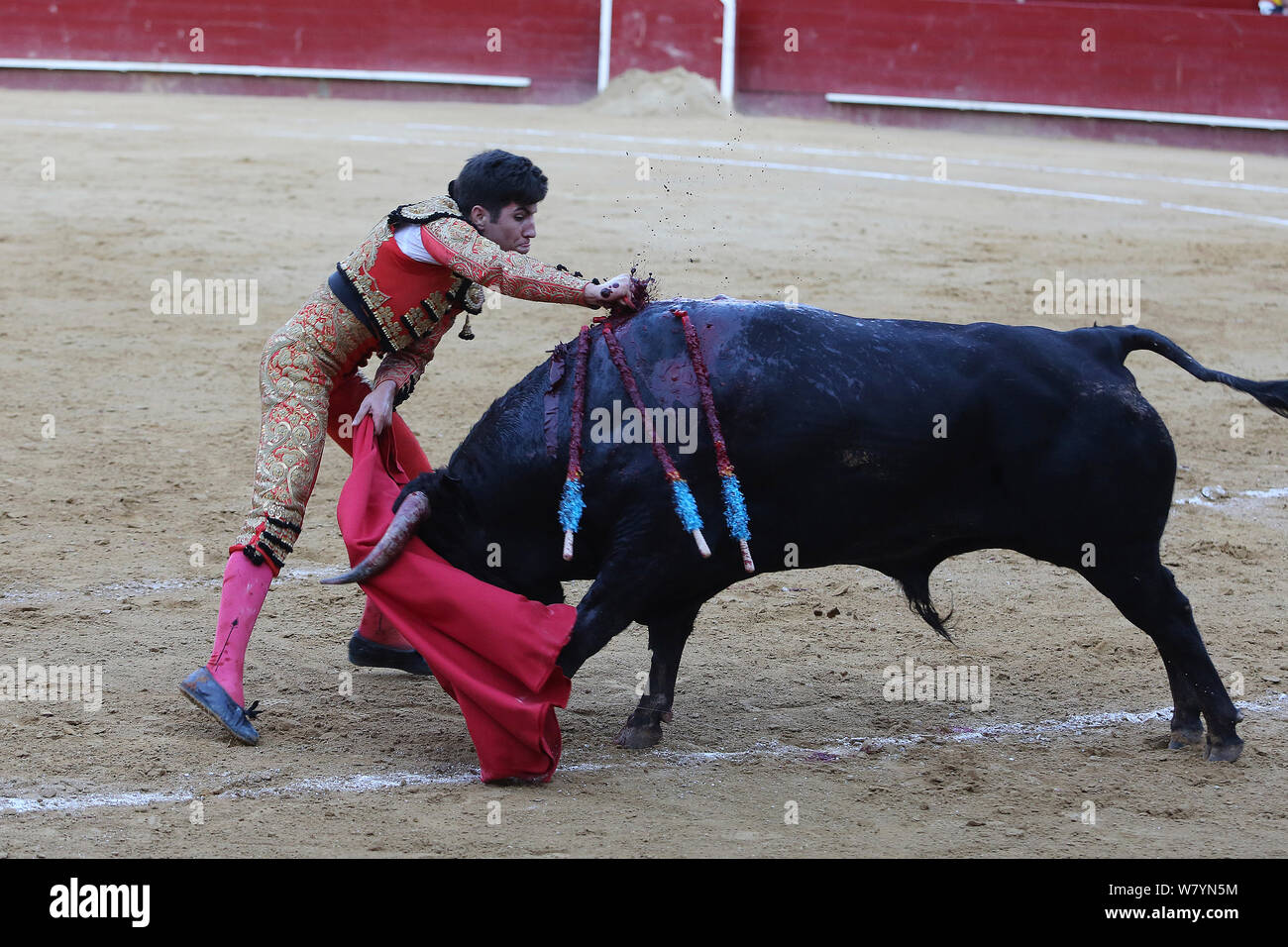 Bull fighting, torero stabbing bull with estoque sword, during the ...