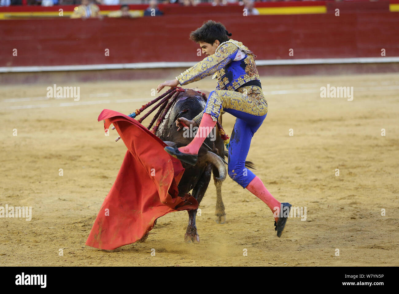 Bull fighting, torero leaping over bull. Bull has barbs / banderillas ...