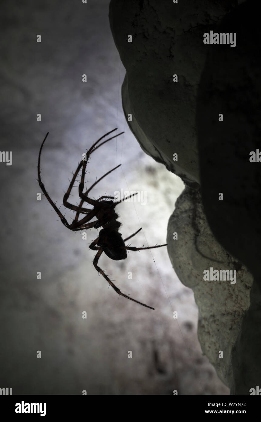 European Cave Spider (Meta menardi) in limestone cave. Plitvice Lakes ...