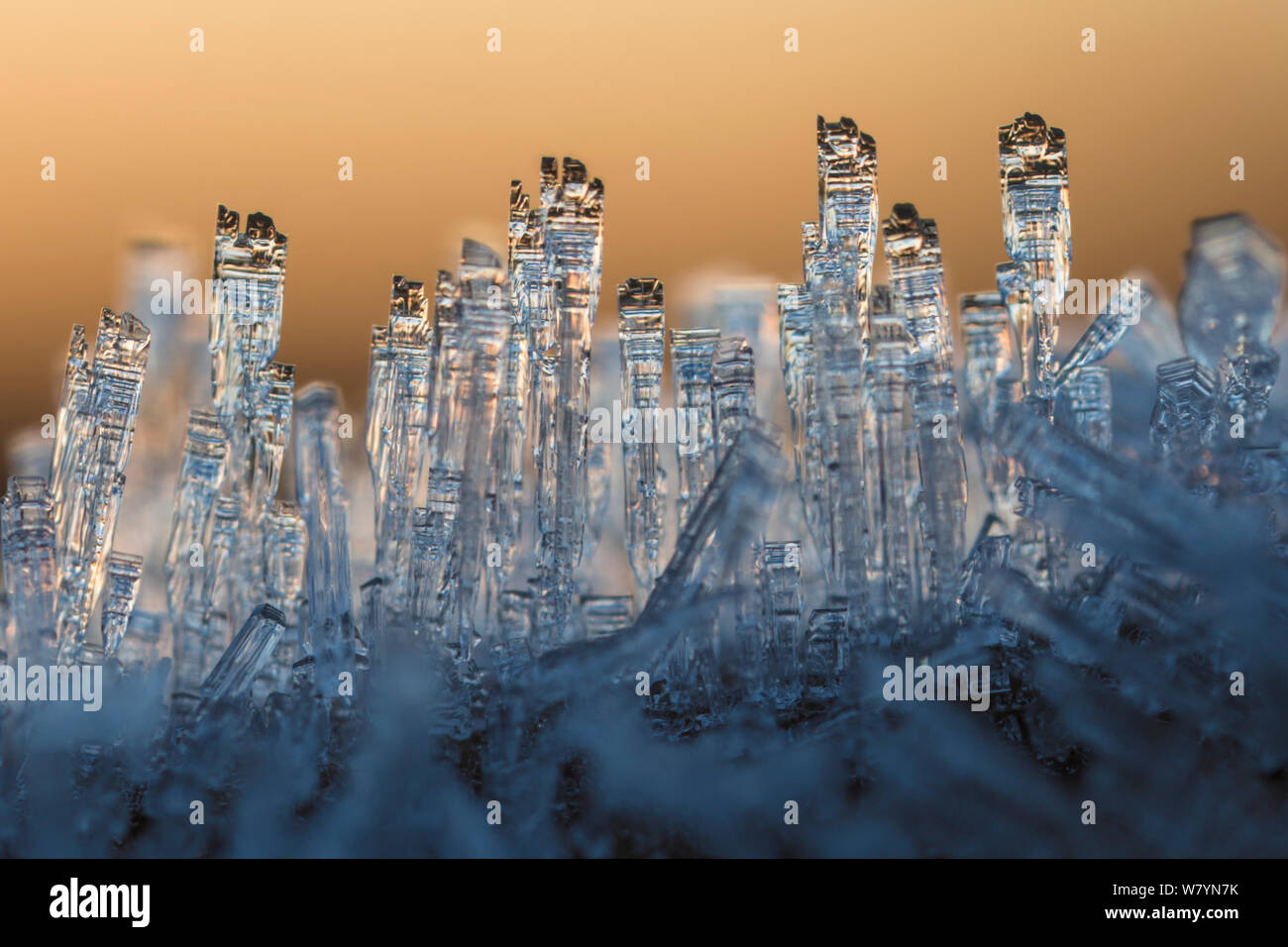 Ice crystals catching the first light of the day, Peak District ...