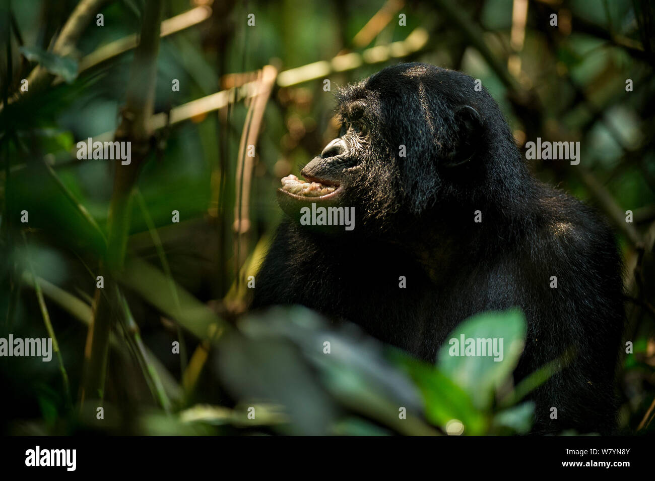 Dwarf chimpanzee hi-res stock photography and images - Alamy
