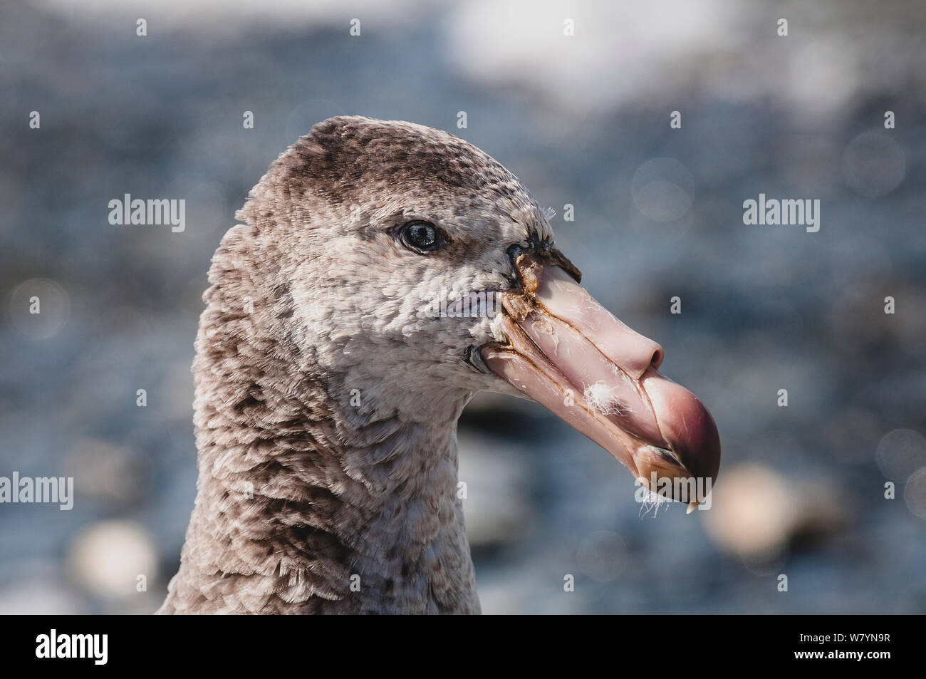 Northern giant petrel (Macronectes halli) South Georgia Island Stock ...