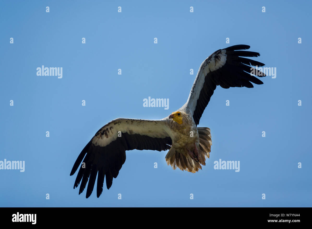 Indian vulture hi-res stock photography and images - Alamy
