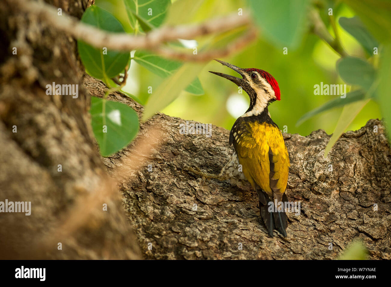 Golden backed woodpecker hi-res stock photography and images - Alamy