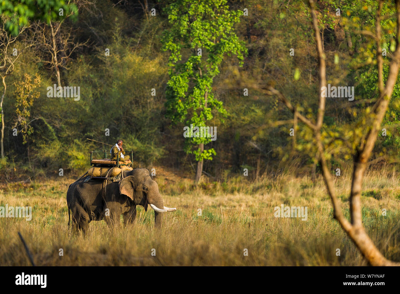 Elephant riding india hi-res stock photography and images - Alamy