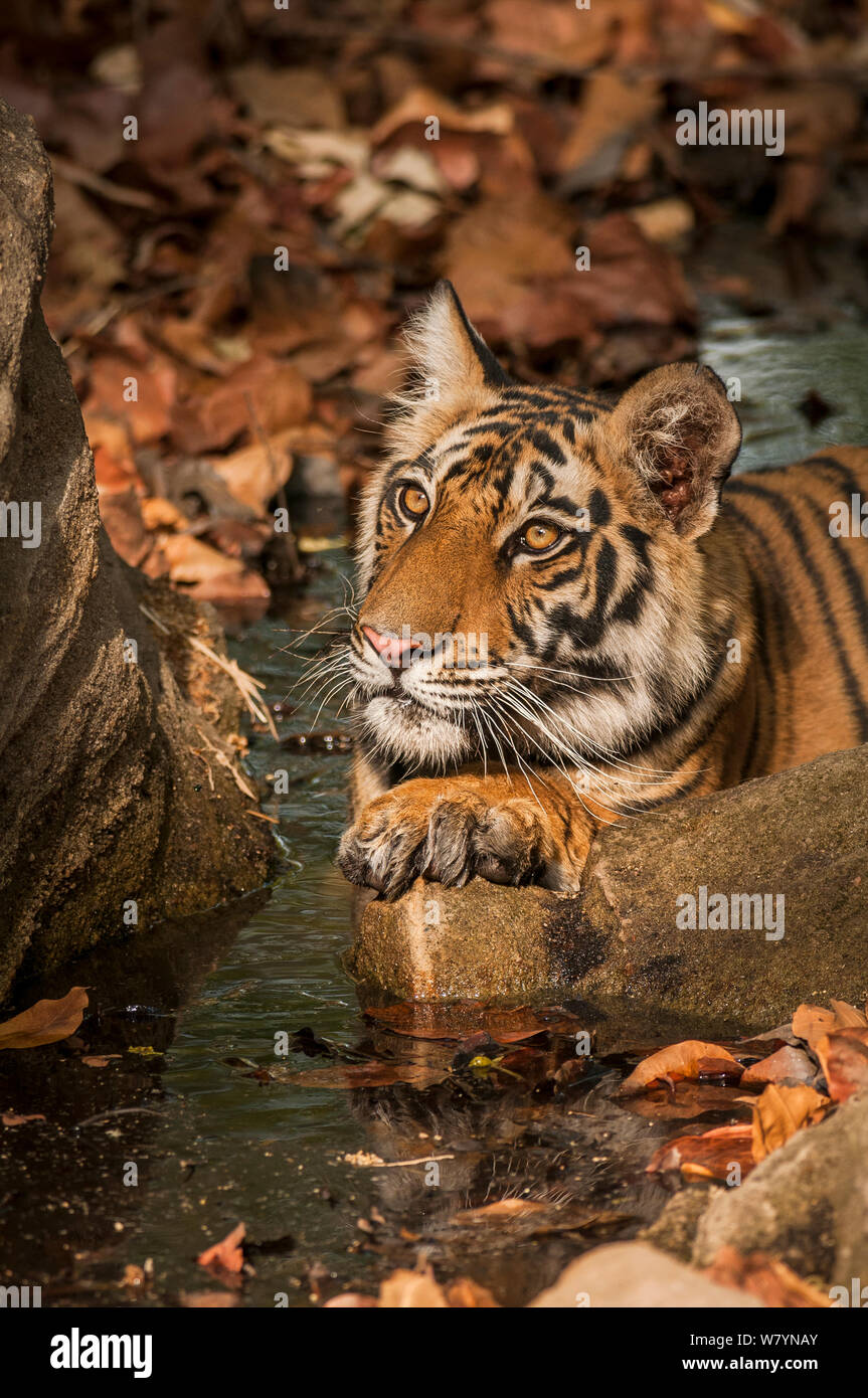 Bengal tiger (Panthera tigris) sub adult resting on paws, Bandhavgarh ...