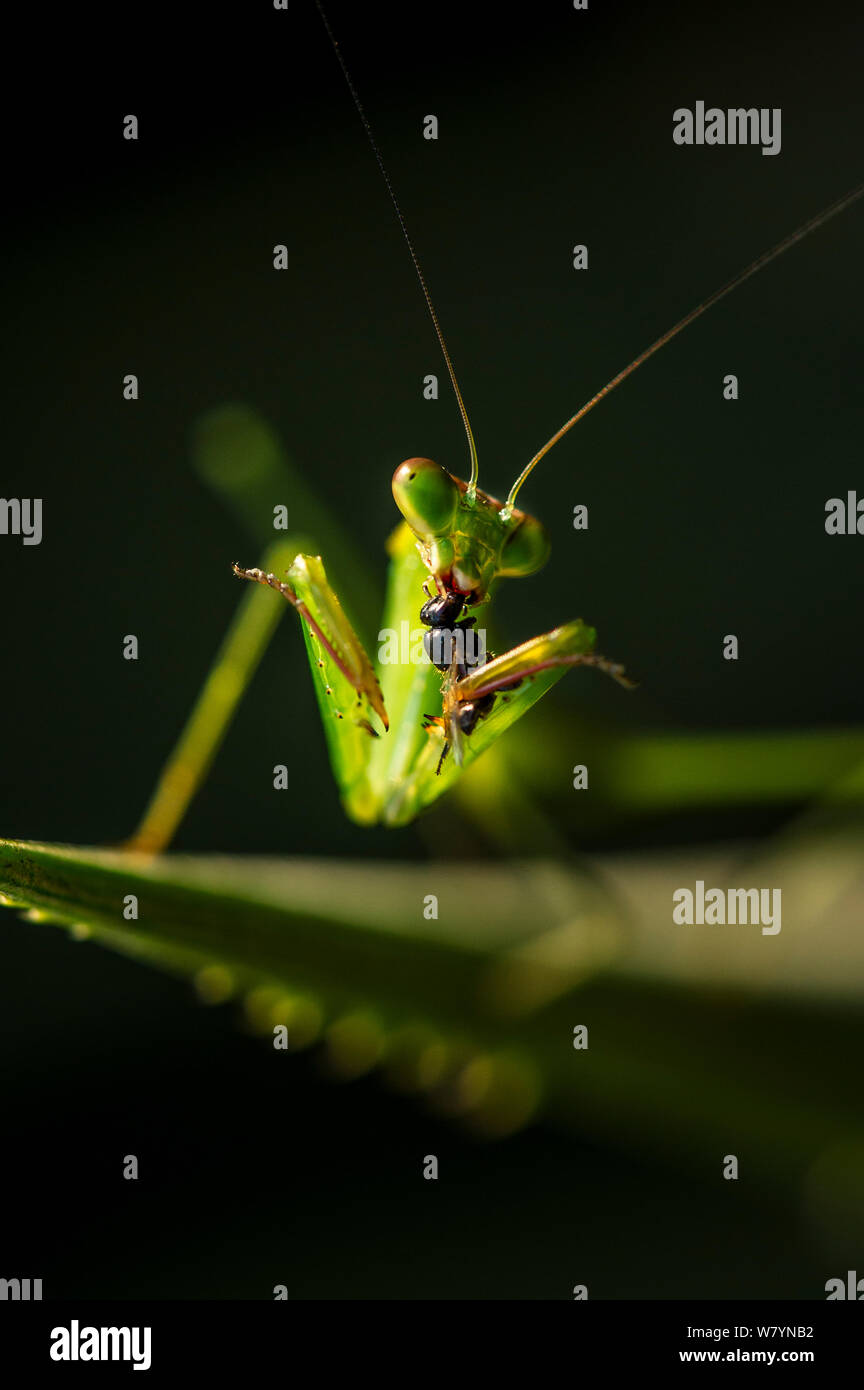 Mantis feeding on an insect hi-res stock photography and images - Alamy