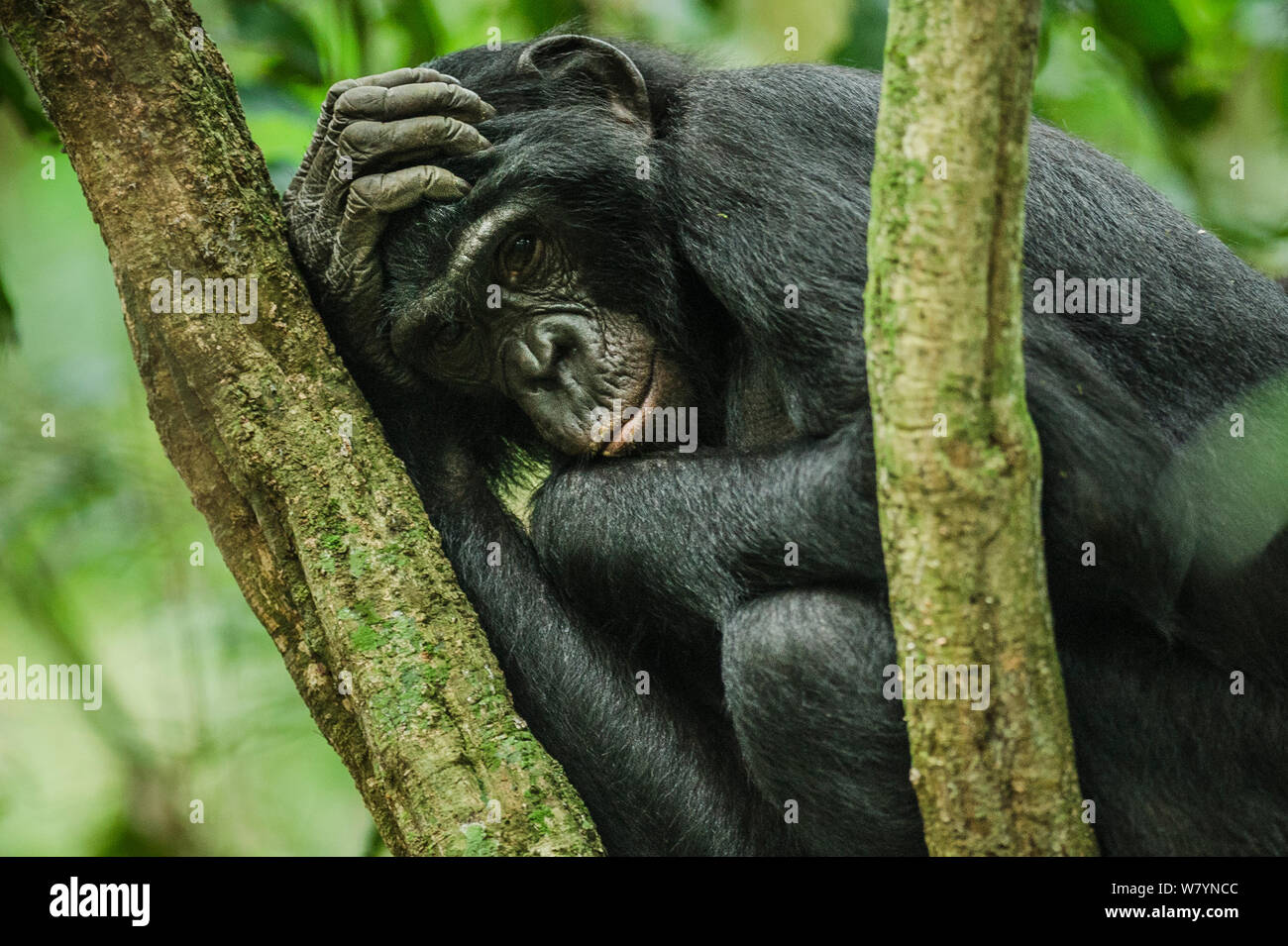 Female Bonobo (Pan paniscus) resting, Max Planck research site ...