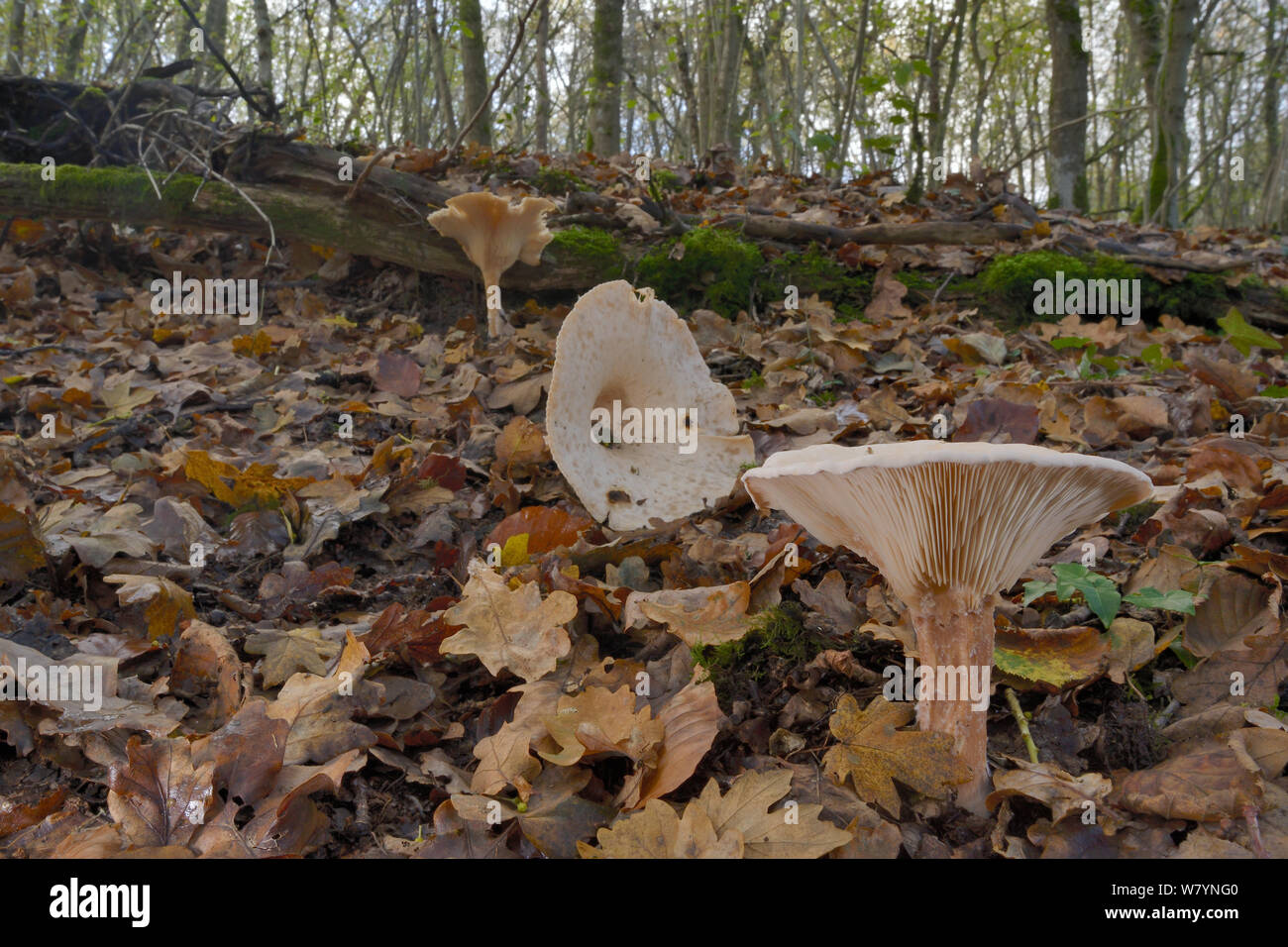 Trooping funnel / monk's head (Infundibulicybe / Clitocybe geotropa ...