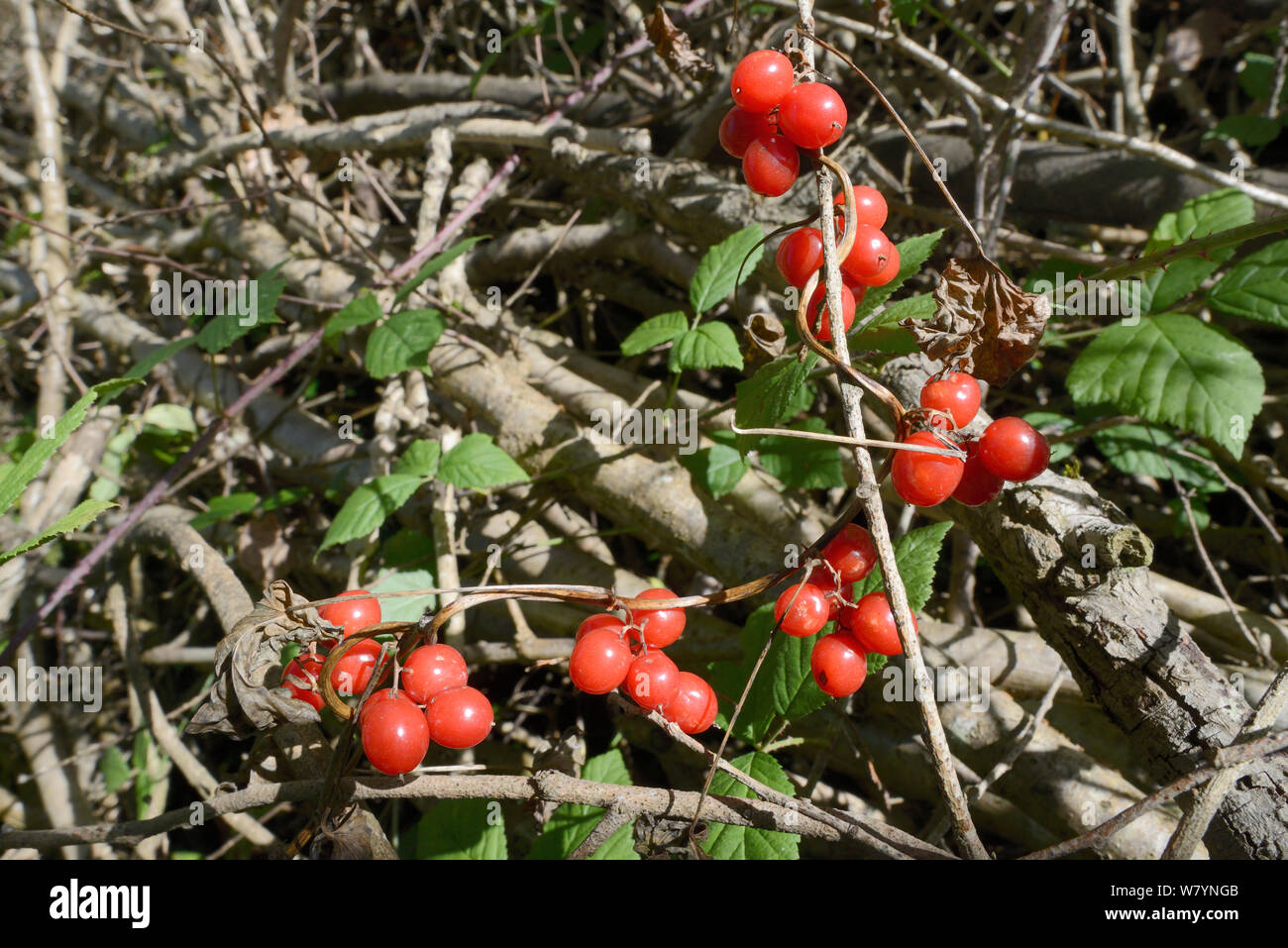 Black bryony dioscorea communis hi-res stock photography and images - Alamy
