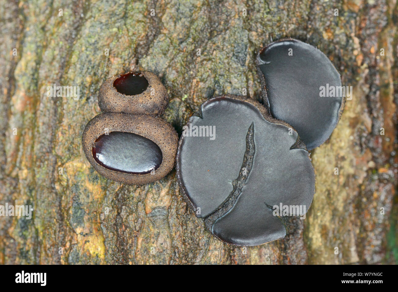 Black bulgar fungus (Bulgaria inquinans) growing on rotting oak log ...