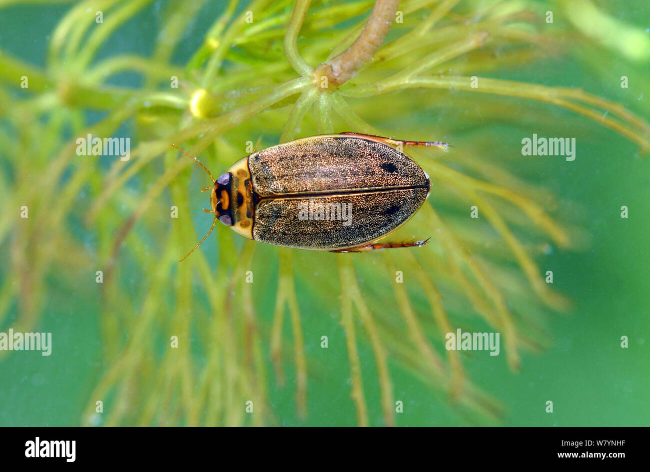 Water beetle uk hi-res stock photography and images - Alamy