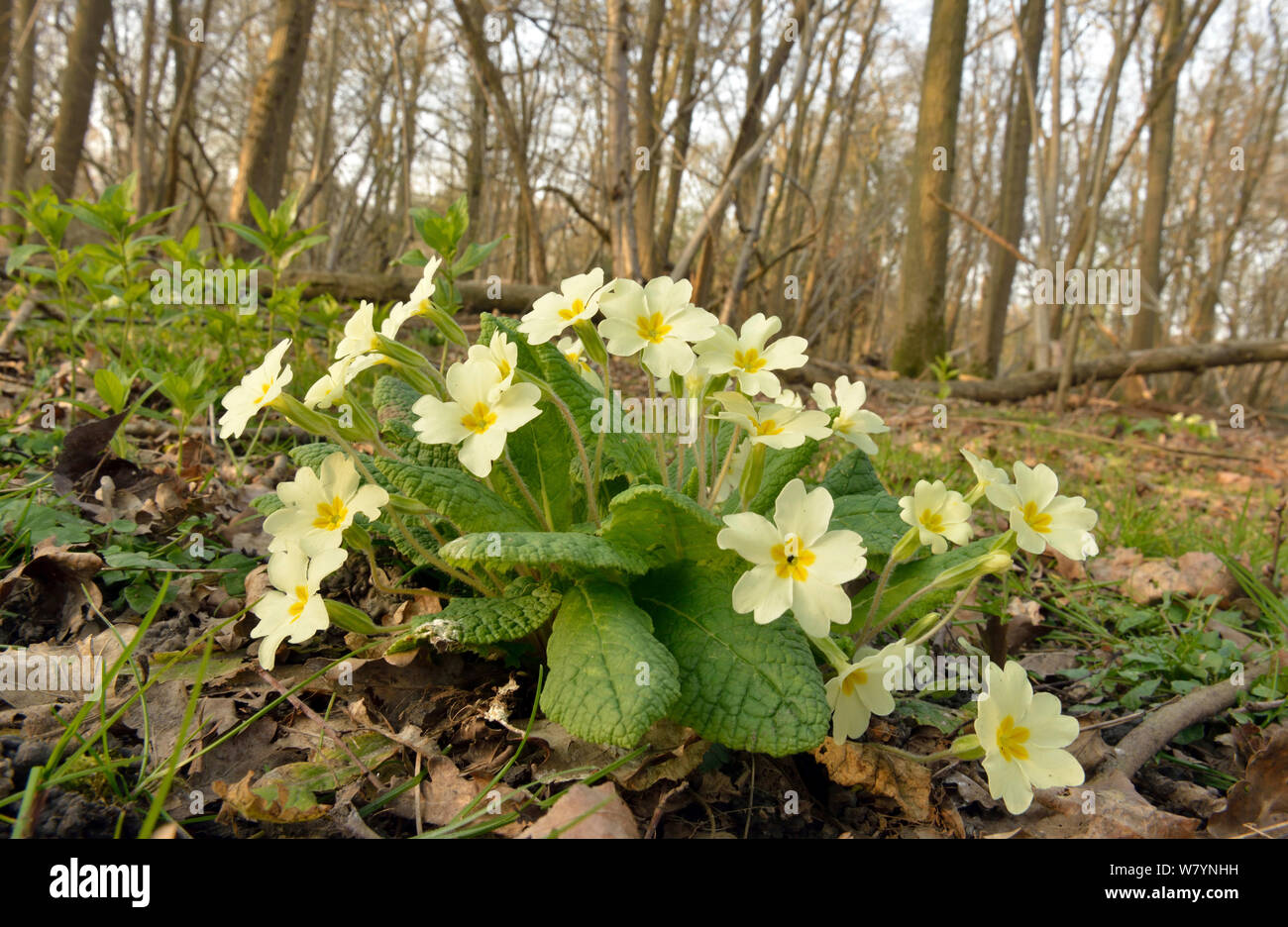 Woodland trust ash hi-res stock photography and images - Alamy