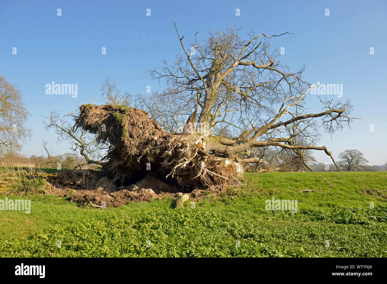 Gales trees hi-res stock photography and images - Alamy