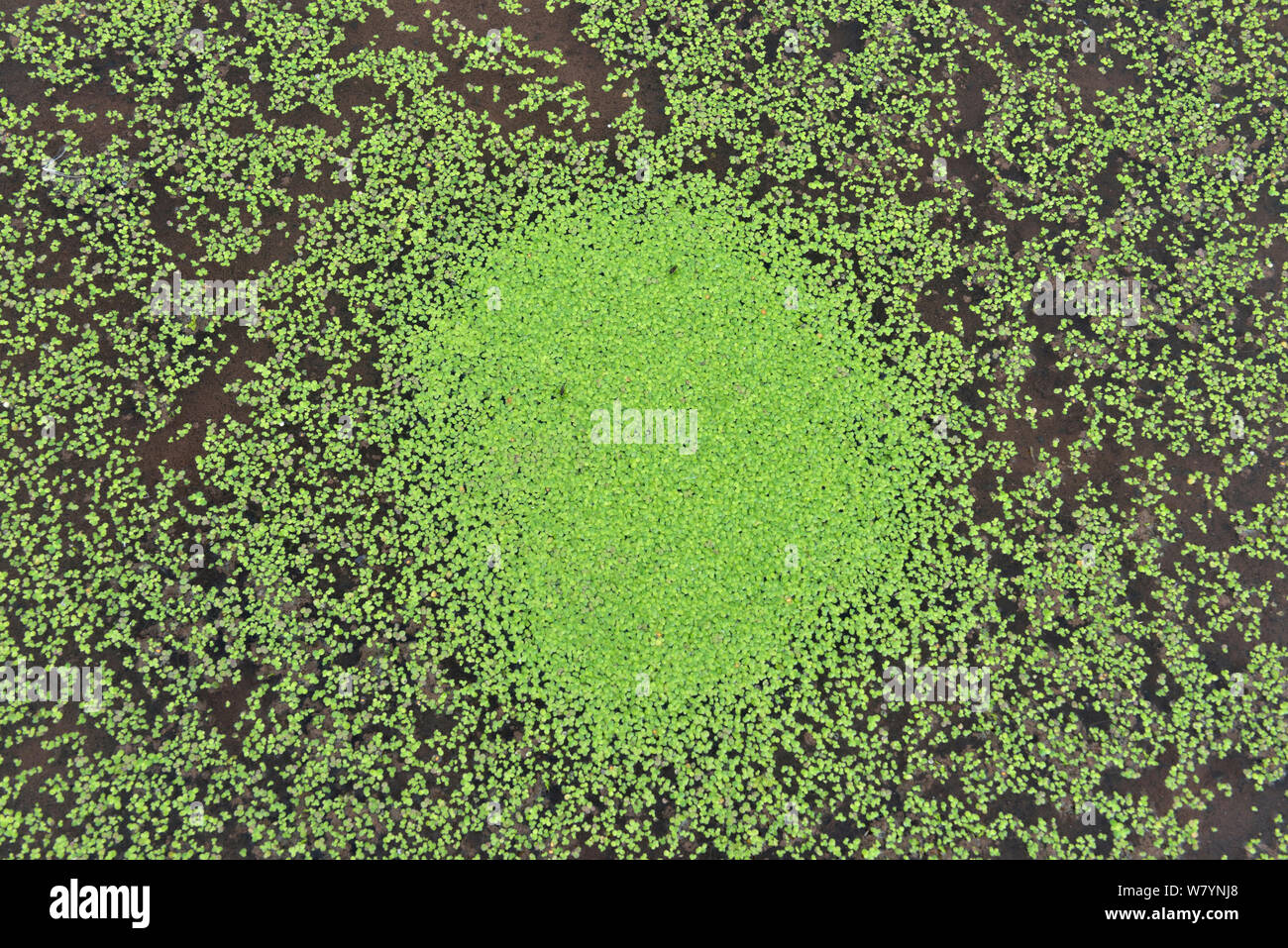 Circular mass of Duckweed (Lemna minor) formed as a consequence of ...