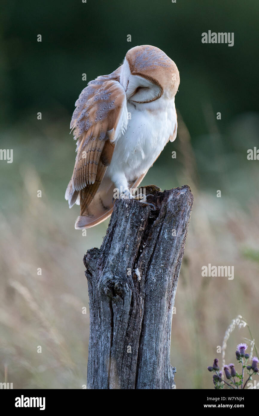 Barn owl (tyto alba) preening, perched on old fence post, with ring on ...