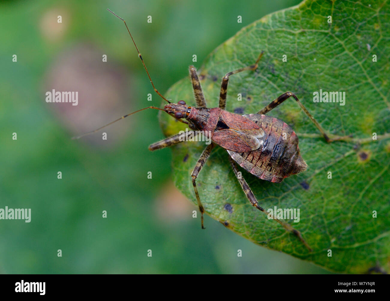 Tree damsel bug (Himacerus apterus) on Oak leaf, Hertfordshire, England ...