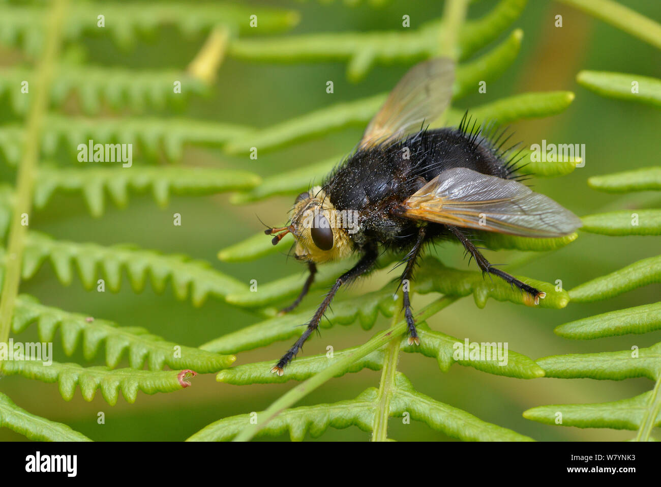 Tachnid fly (Tachina grossa) Surrey, England, UK. August Stock Photo ...