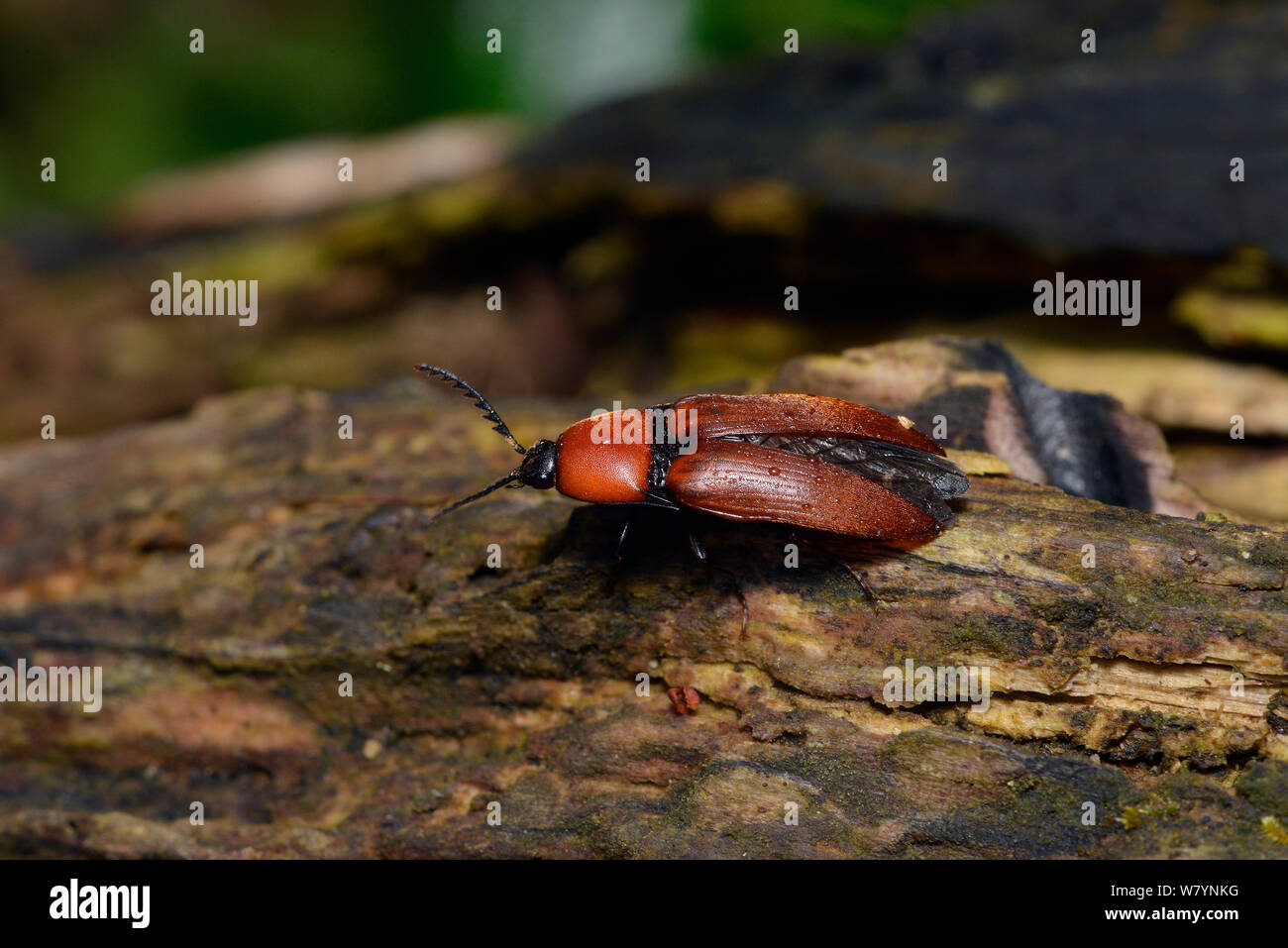 Snapping beetle hi-res stock photography and images - Alamy