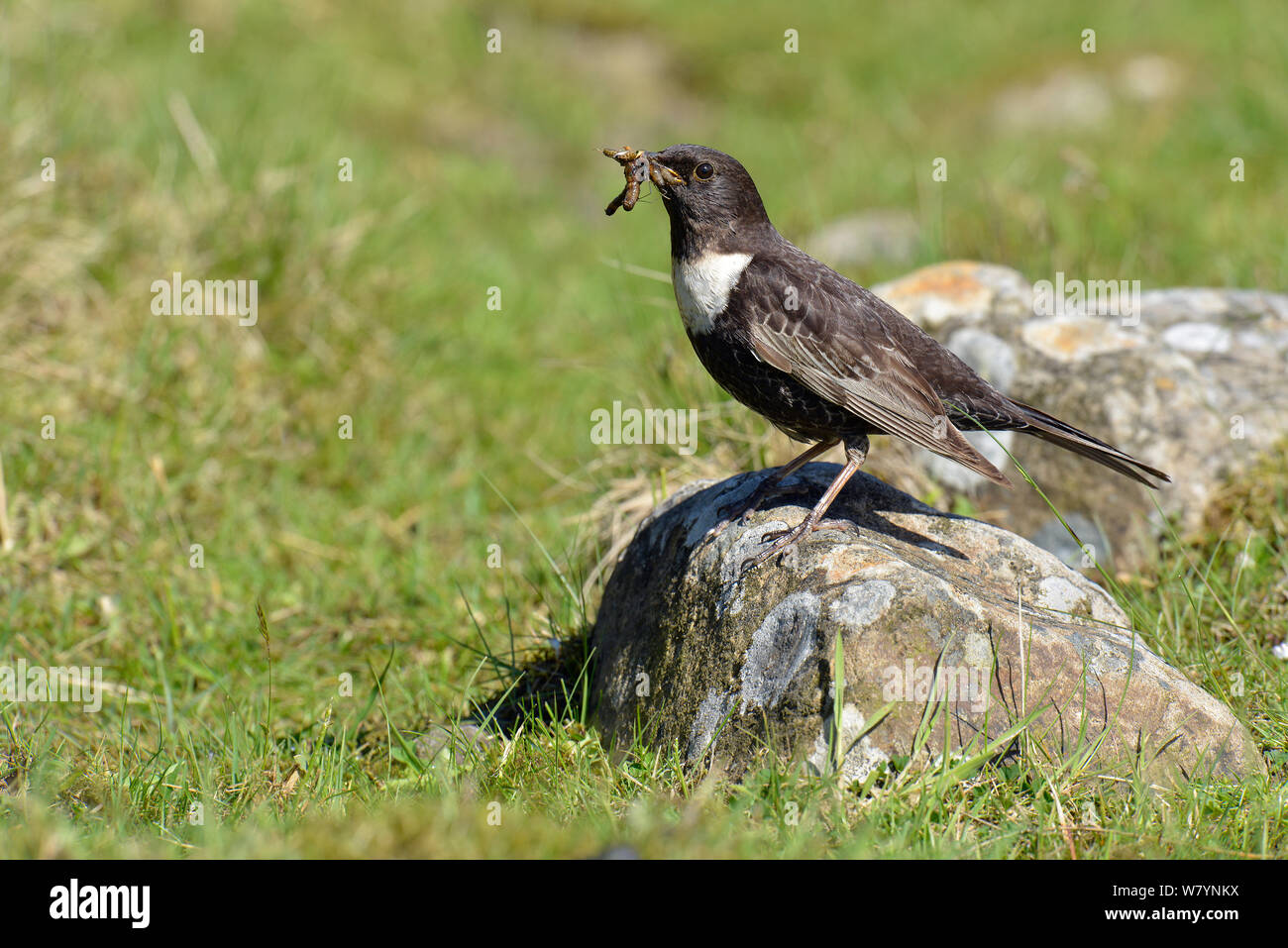 Ring ouzel (Turdus torquatus) male with beak full of food, Upper ...