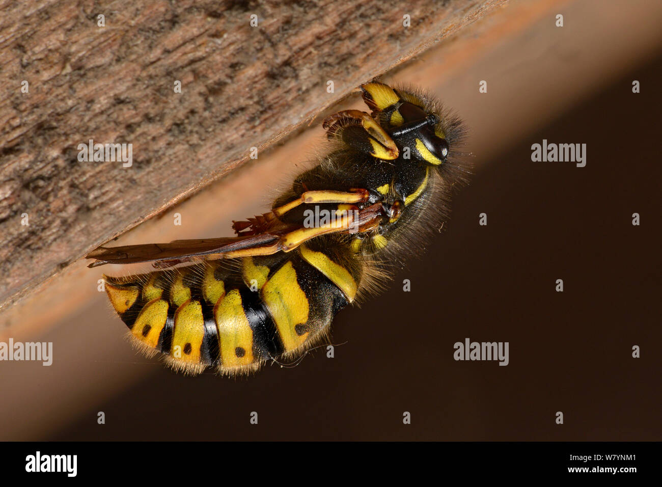Wasp Queen High Resolution Stock Photography and Images - Alamy