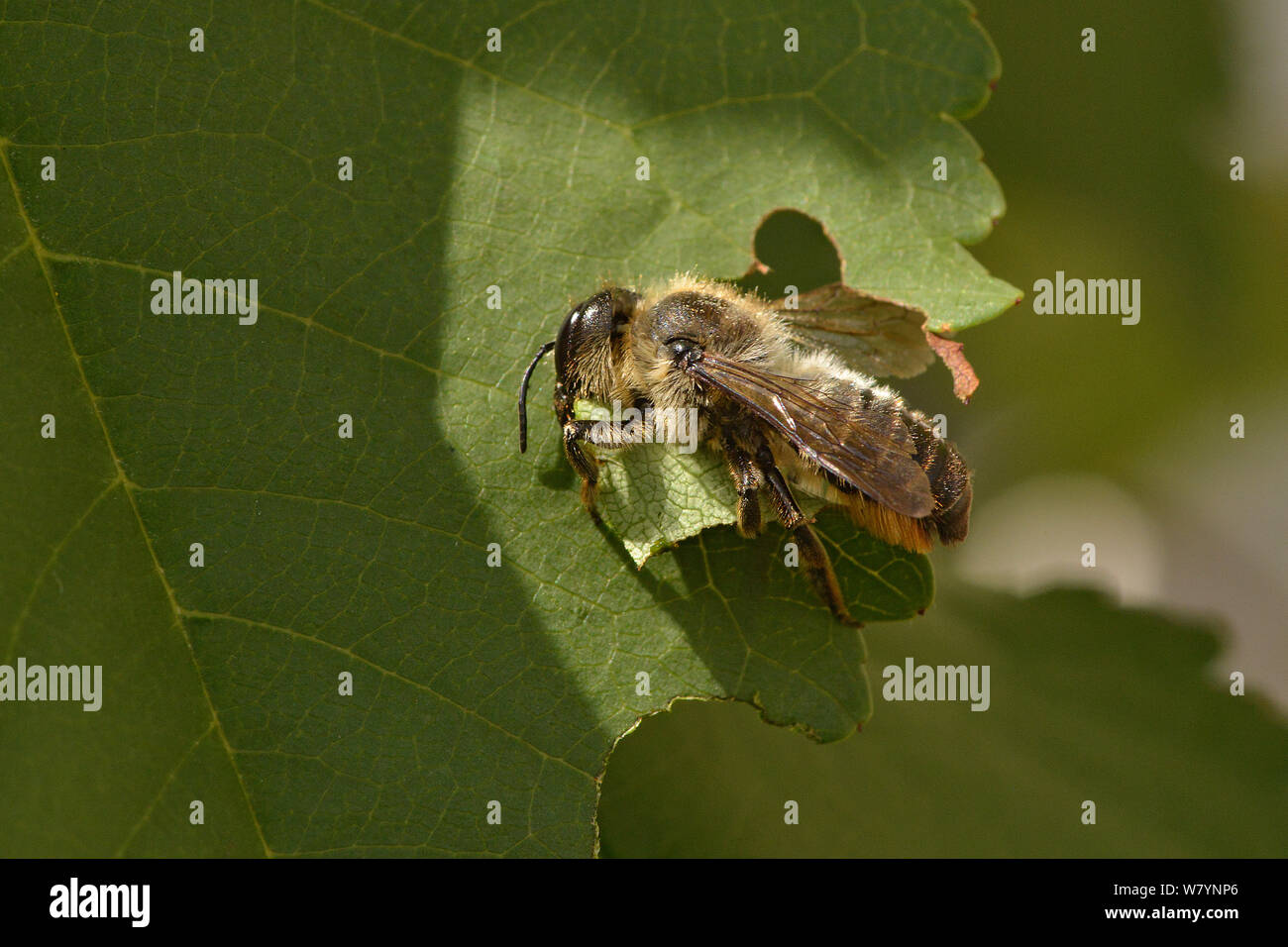 Leaf cutter bee (Megachile ligniseca) female cutting a leaf section, Hertfordshire, England, UK ...